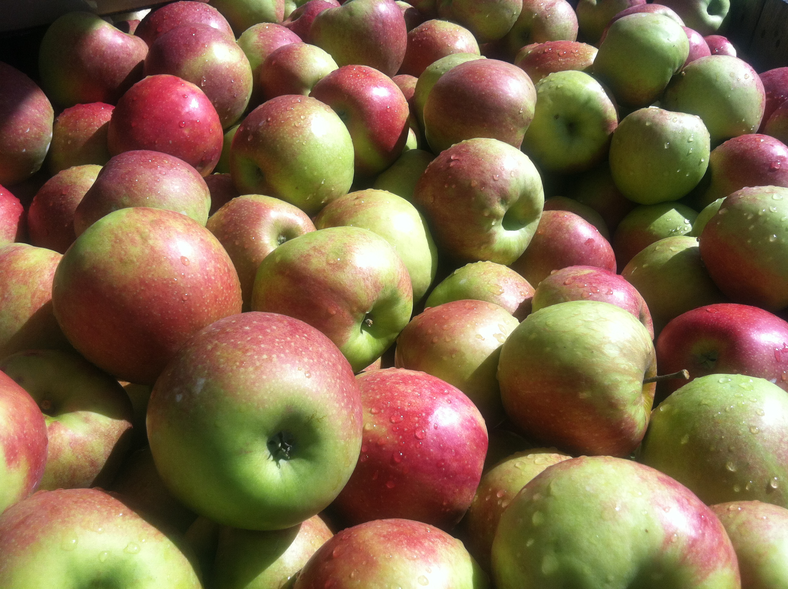 044 | Berlin Orchards